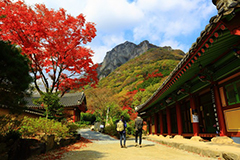 南怡島小白山國立公園八公山道立公園伽倻山國立公園雞龍山國立公園德裕山國立公園